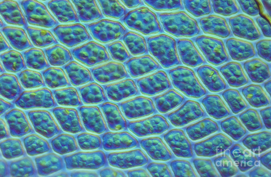 Moss Cells Photograph by M. I. Walker | Fine Art America