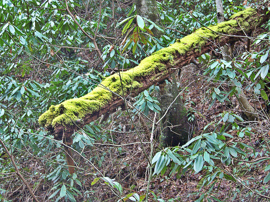 Moss Log Photograph by Regina McLeroy - Pixels