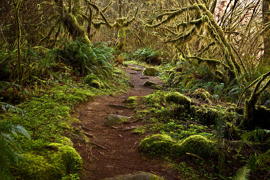 Mossy Pathway Photograph by Dave Lines
