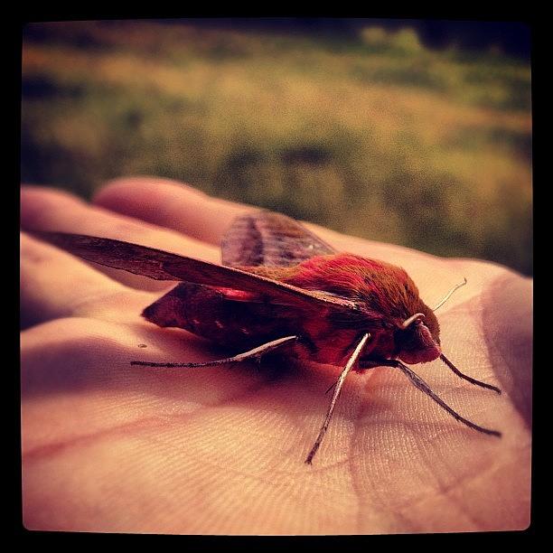 #moth Photograph by Chris Hotham - Fine Art America