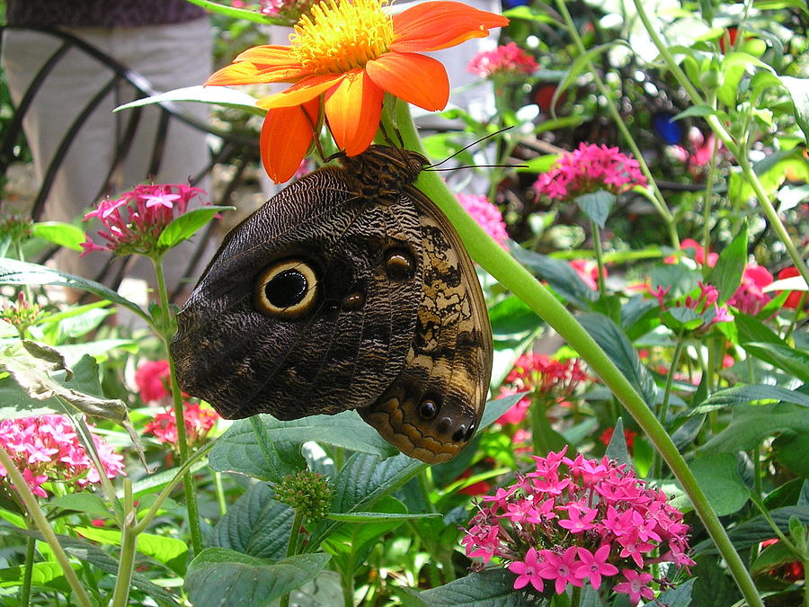 Moth Spirits Digital Art by Sandra Timmons - Fine Art America