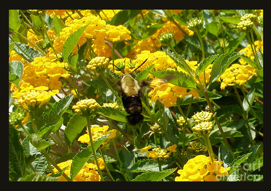 MothBee? Photograph by Bryan Covington - Fine Art America