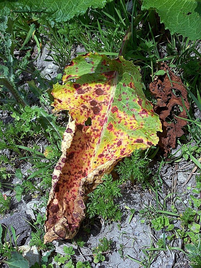 Mottled Leaf Photograph by John Potts - Fine Art America