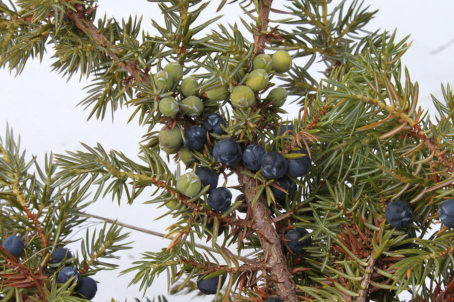Mountain Berries Photograph by Connie Levien - Fine Art America