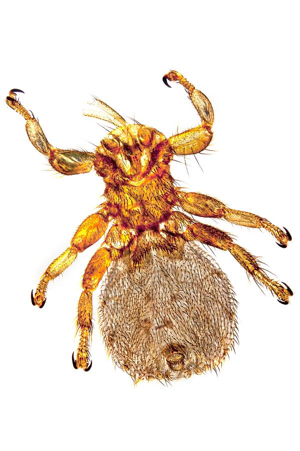 Mouse Flea, Light Micrograph Photograph by Jerzy Gubernator - Pixels