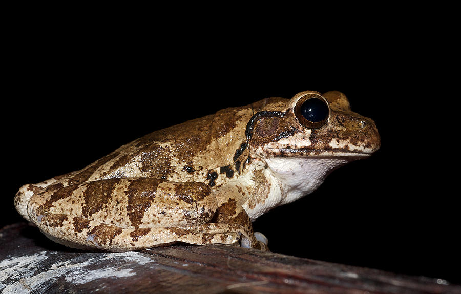 Mr. Toad Photograph by David Resnikoff - Fine Art America