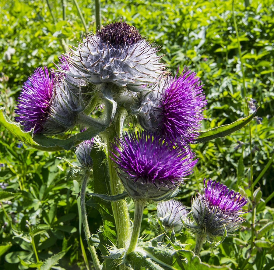 Mt. Sauk Thistle Photograph by Wayne Johnson - Pixels