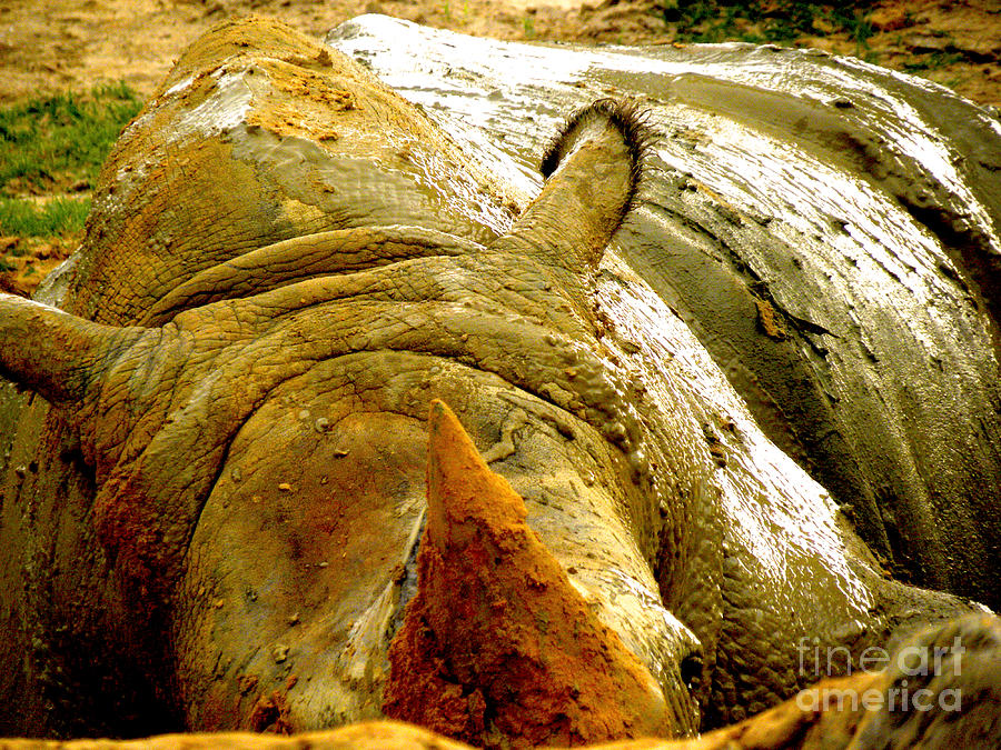 Mud Bath Photograph by Becky Wanamaker - Fine Art America