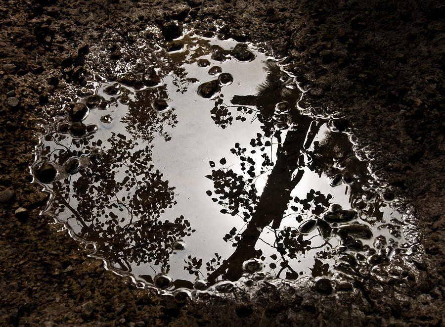 Mud Puddle Photograph by Jim Albert - Fine Art America