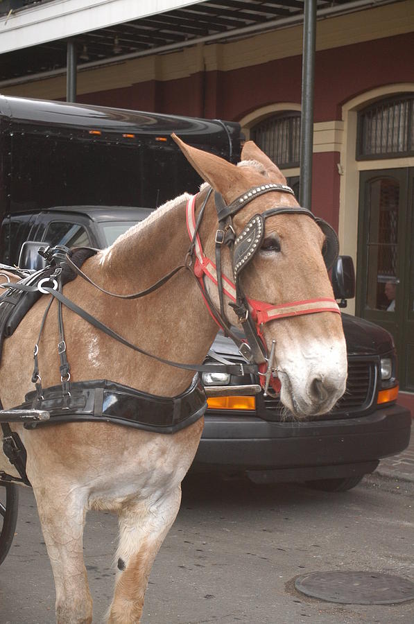 Mule Power Photograph by Jerrel Ott - Fine Art America
