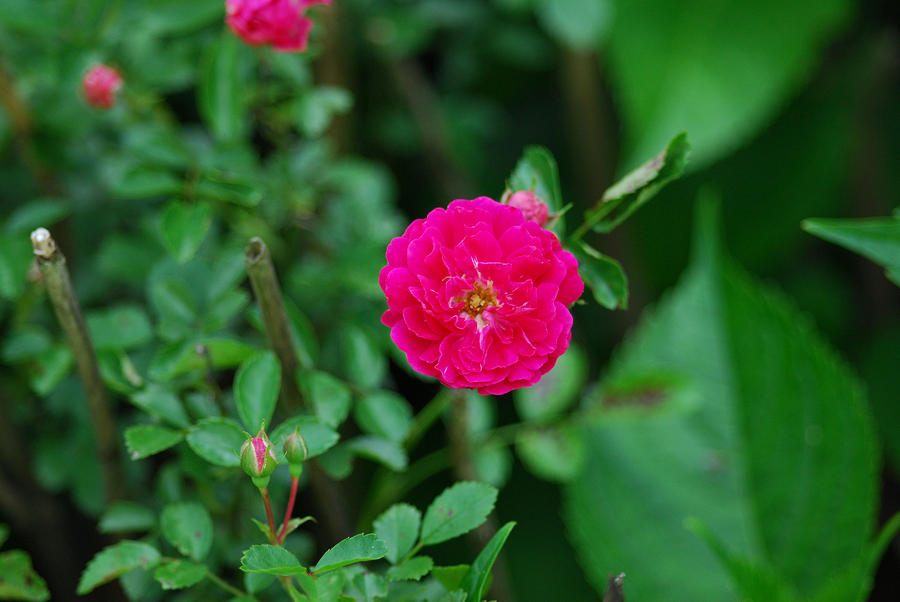 Multifloral Rose Photograph by Gregory Blank - Fine Art America