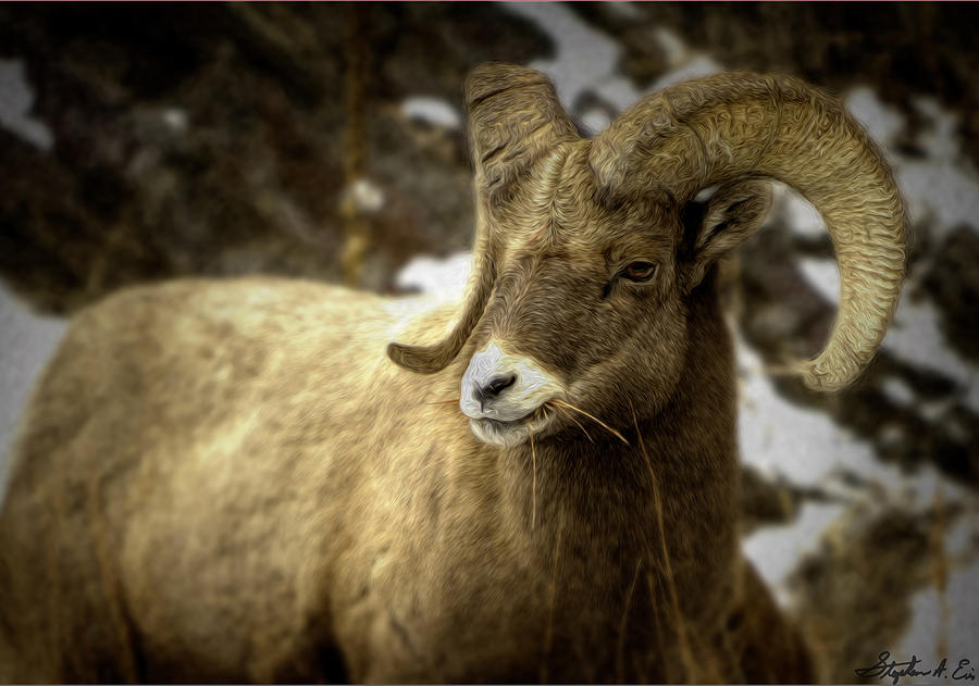 Munching Ram Photograph by Stephen EIS | Fine Art America