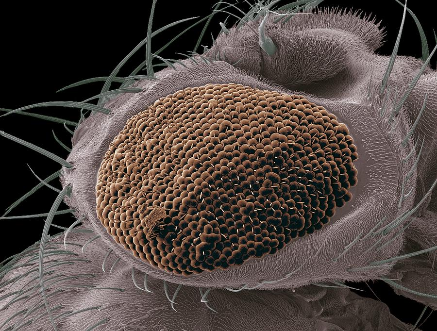Mutant Fruit Fly Compound Eye, Sem Photograph by Steve Gschmeissner ...