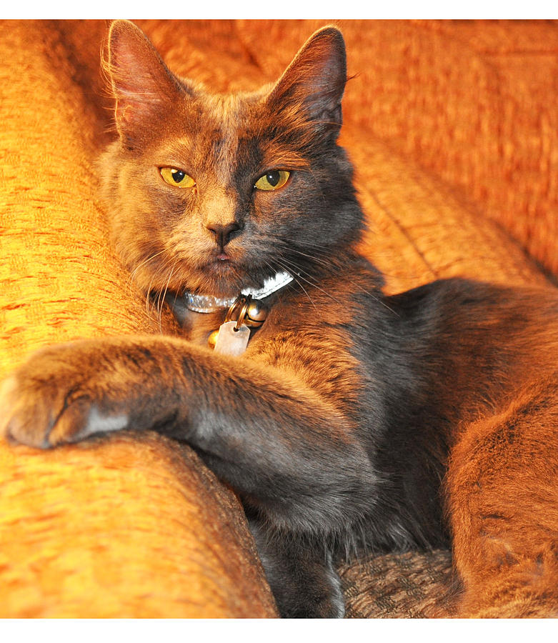 My Bad Photograph by Patrick McClellan | Fine Art America