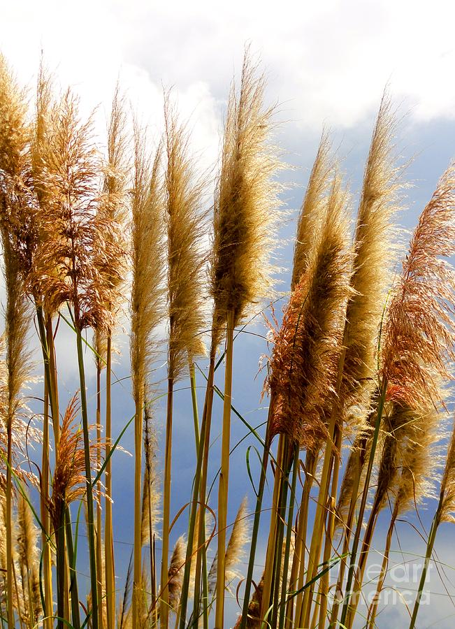 Native Grasses Photograph by Al Bourassa | Fine Art America