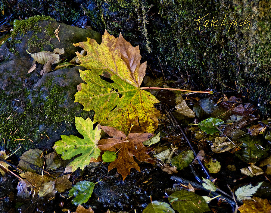 Native maples Photograph by Kate Lynch