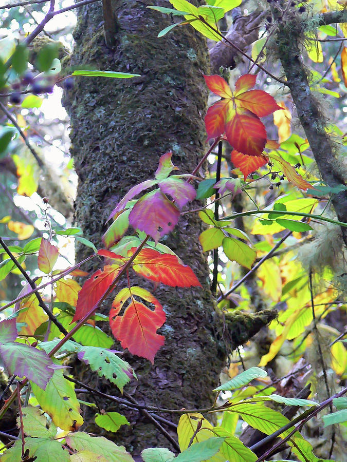Native Vine Photograph by Pamela Patch