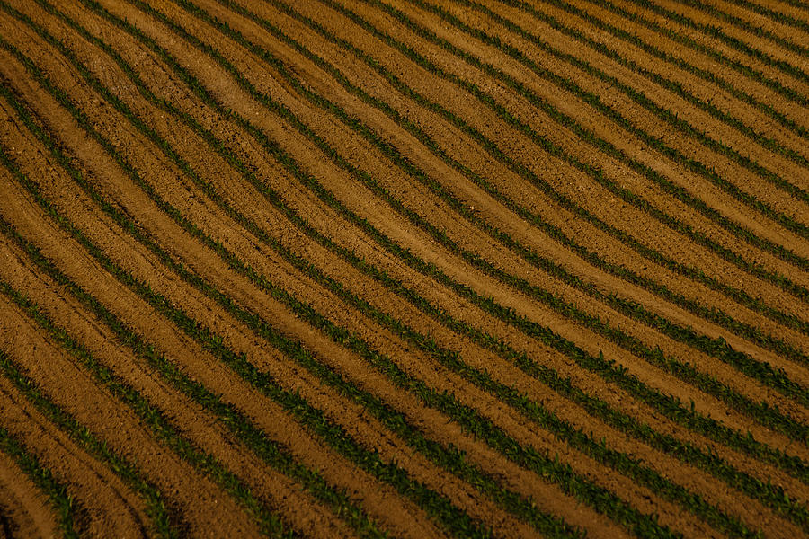 Natture's pattern 2 Photograph by Marta Grabska - Fine Art America