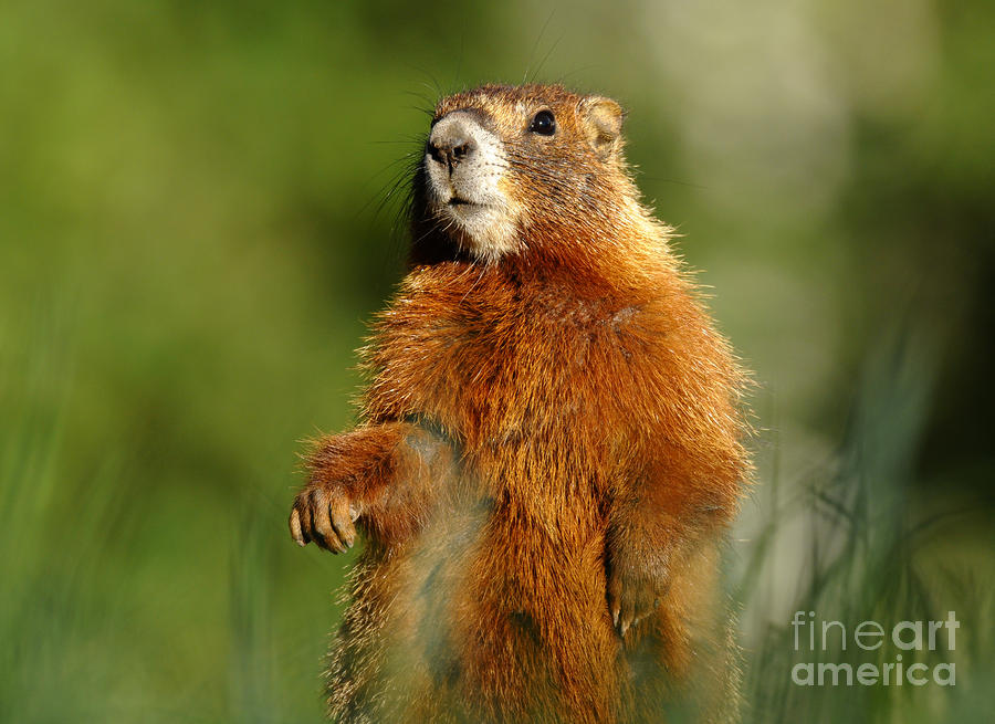 Nebo Mountain Marmot Photograph by Dennis Hammer - Fine Art America