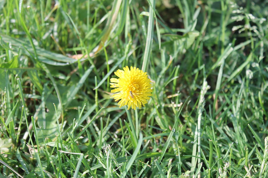 Nectar Gathering Photograph by Michael Duncan - Fine Art America