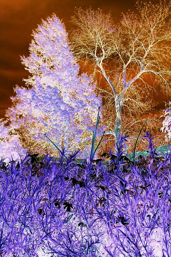 Negative Landscape Photograph by Bryan Wulf - Fine Art America