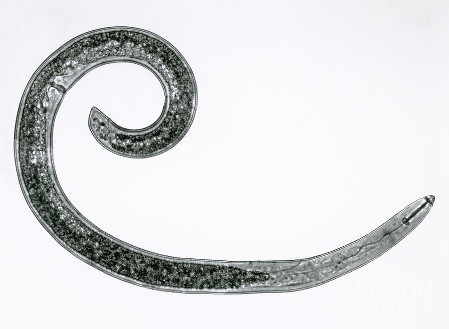 Nematode Photograph by Jeroboam/Science Source - Pixels