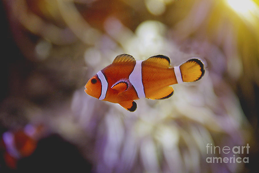 Nemo Photograph by Goran Saban Chabanne - Pixels