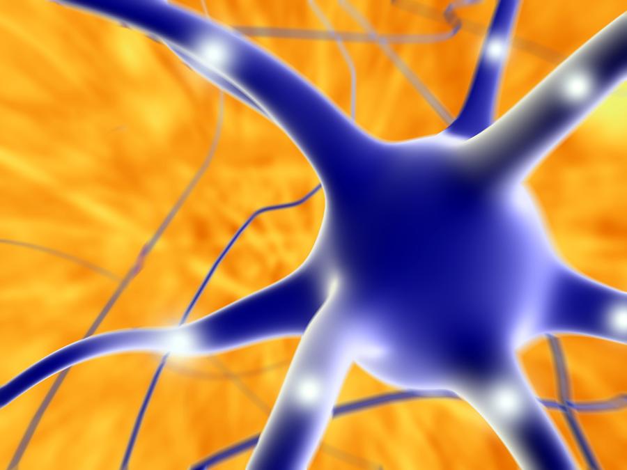 Nerve Cell, Artwork by Science Photo Library