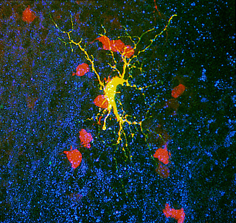 Nerve Cell by Science Photo Library