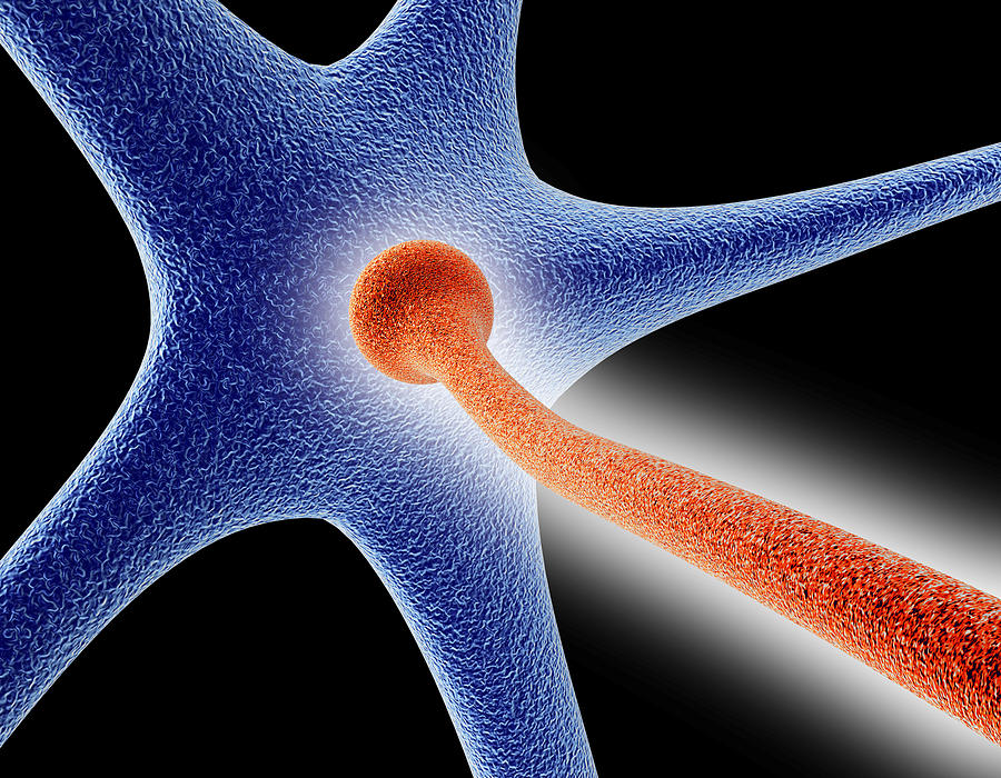 Nerve Synapse Formation by Science Photo Library