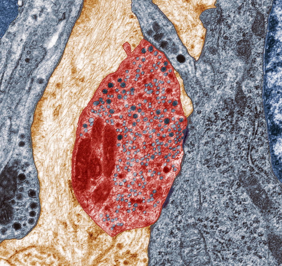 Nerve Synapse, Tem by Science Photo Library