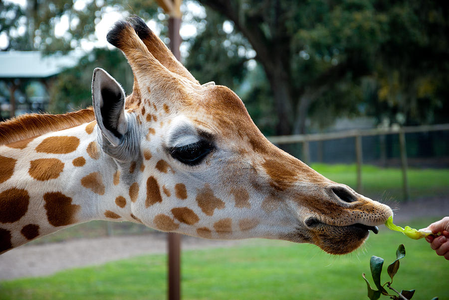 Nibble Photograph by Heidi Reyher - Fine Art America