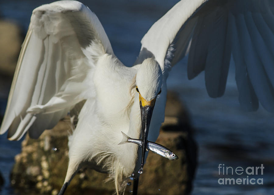 Nice catch Photograph by Carl Jackson - Fine Art America