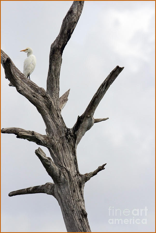 Nice Composition Photograph by John Rowe - Fine Art America
