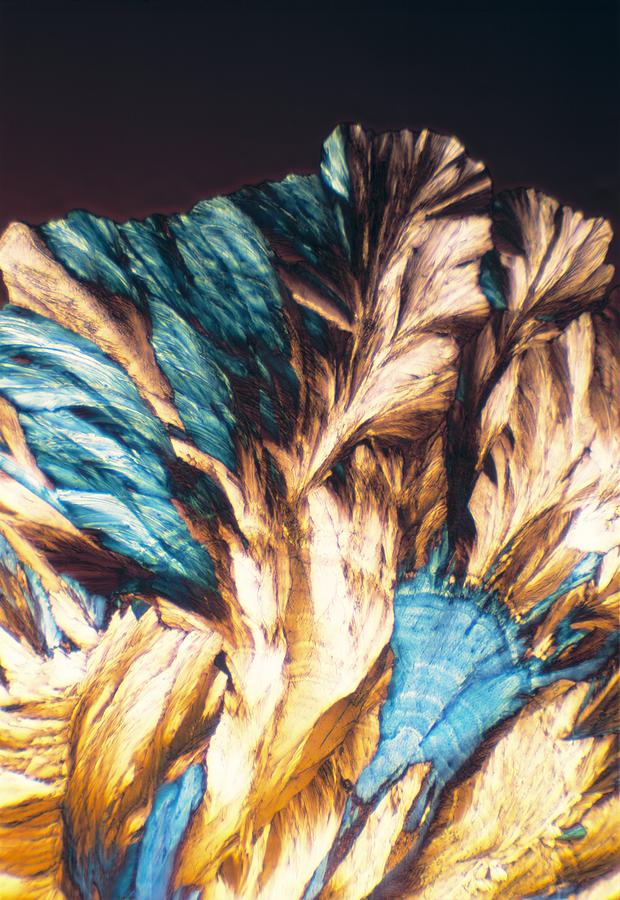 Nmda Crystals, Light Micrograph by Science Photo Library