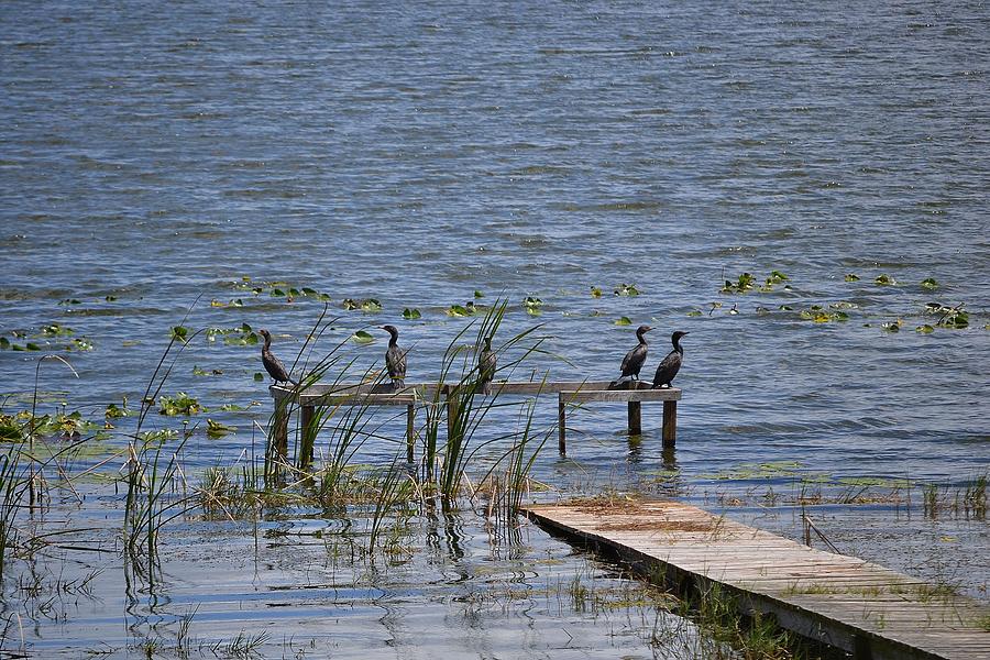 No Dock Is Good Dock Photograph by Katrina Johns - Fine Art America