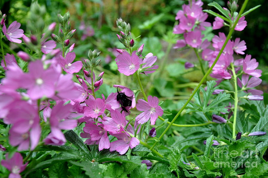 Northwest Native Rose Checker mallow Photograph by Tatyana Searcy - Pixels