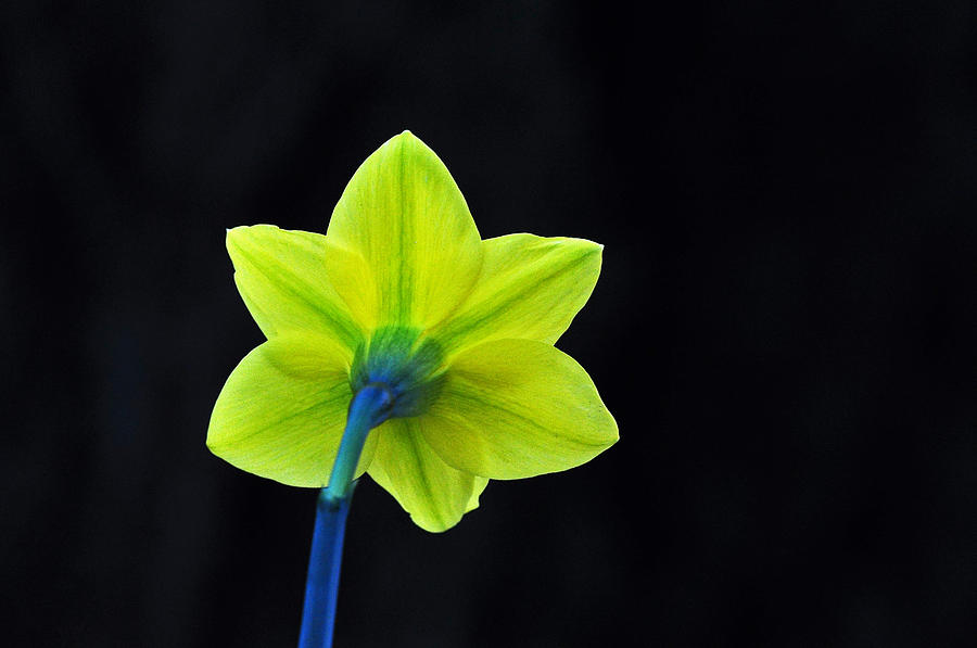 Not ready for Spring Photograph by Danielle Del Prado - Fine Art America