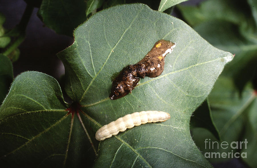 Nuclear Polyhedrosis Virus Photograph by Science Source - Fine Art America