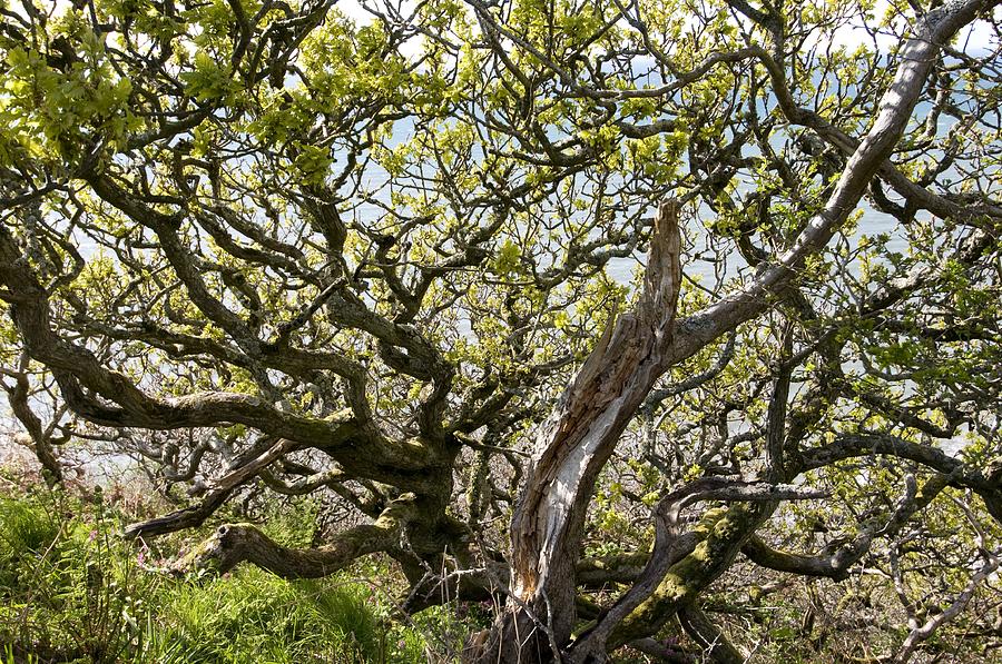 Oak Tree (quercus Sp.) by Science Photo Library