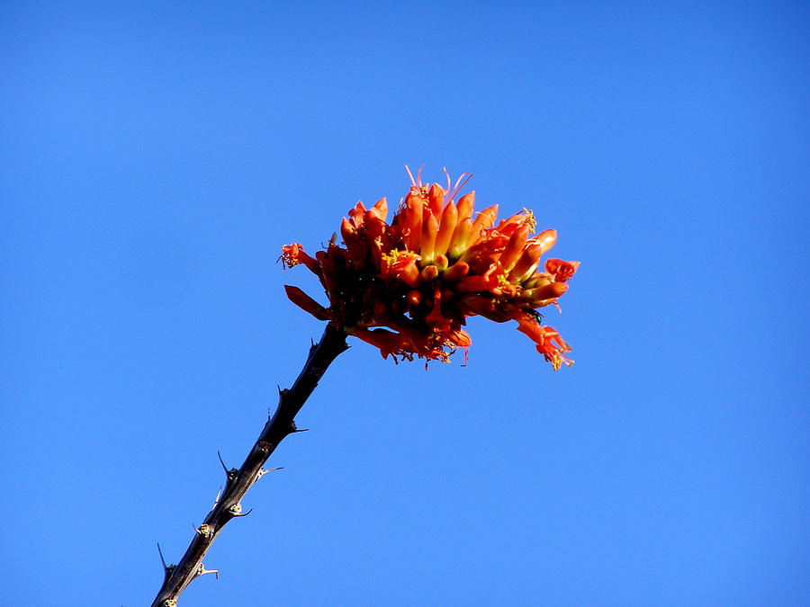 Ocotillo Bloom Photograph by Mark Caldwell - Fine Art America