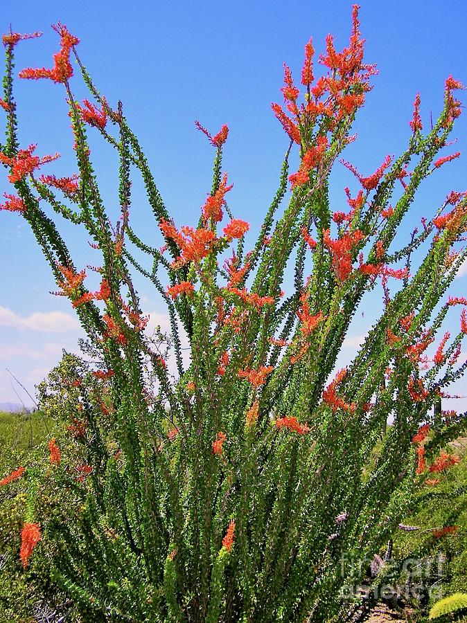 Ocotillo Photograph by Nicole Fleckenstein - Fine Art America