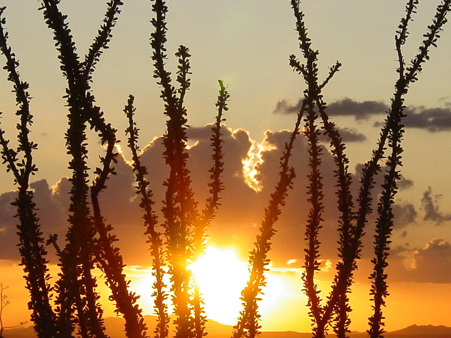 Ocotillo Sunset Photograph by Daniel and Rose Barba | Fine Art America