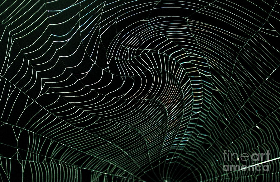 Oh what a twisted web..... Photograph by Monica Poole - Pixels