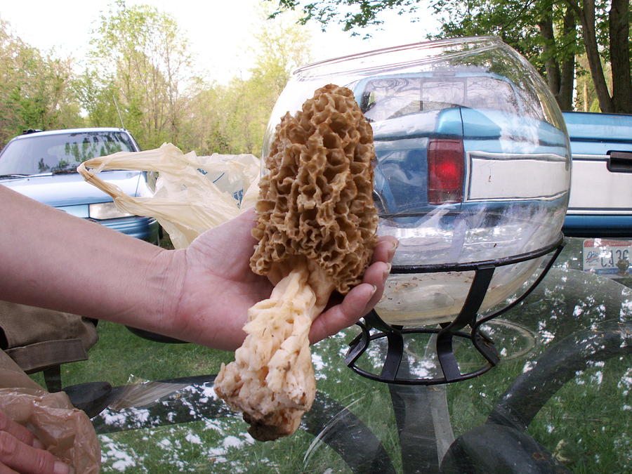 Ohio Morel Photograph by Patrick Cole - Fine Art America