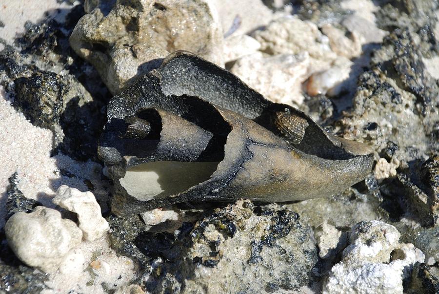 Old Shell Photograph by Jill Schmidt - Fine Art America