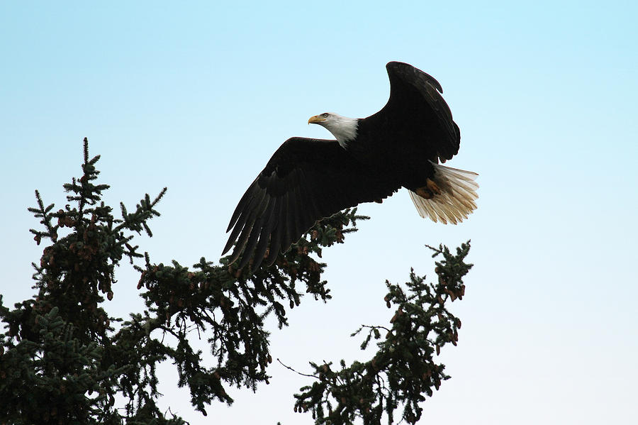 Olympic Bald Eagle Photograph by David Yunker - Fine Art America