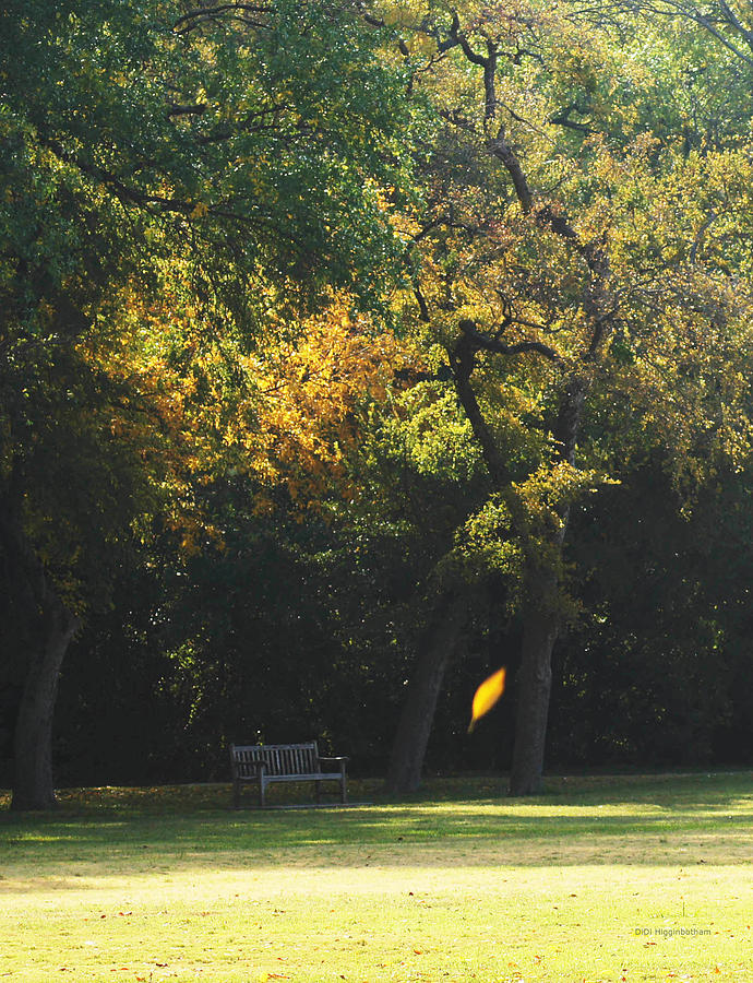 One Falling Leaf Photograph by DiDi Higginbotham - Fine Art America