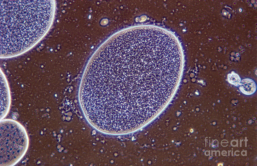 Opalina Lm Photograph by M. I. Walker - Fine Art America