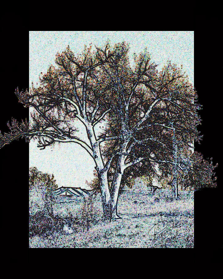 Open Space Tree Photograph by Pamela Perkins - Fine Art America